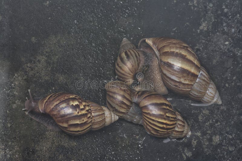 Achatina Fulica Snail Crawling Around the Drain Stock Photo - Image of ...