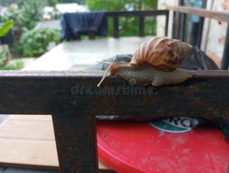 Achatina Fulica Snail Soft Bodied Snail Shell Stock Photos - Free ...