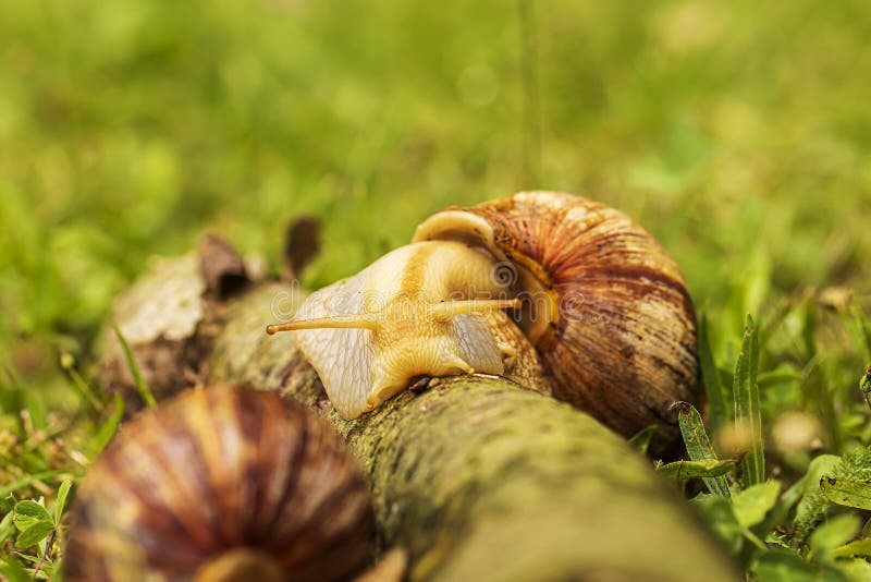 Achatina Achatina Giant African Snail Stock Photo - Image of escargot ...