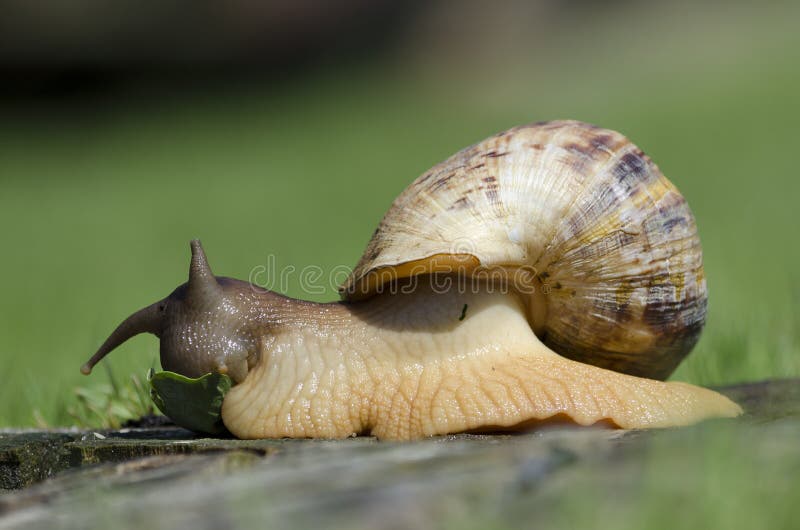 Achatina stock photo. Image of nature, wildlife, snail - 43293568