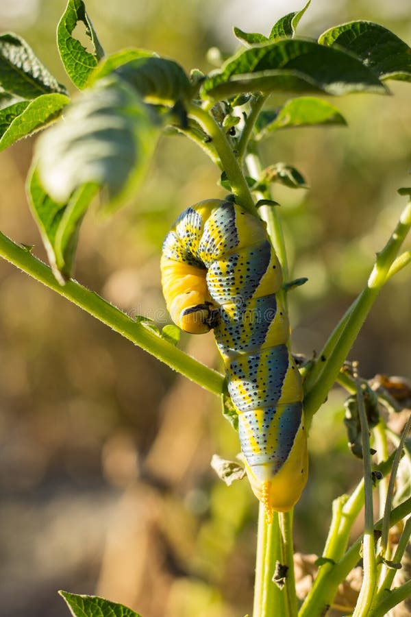 187 Atropos Stock Photos - Free & Royalty-Free Stock Photos from Dreamstime