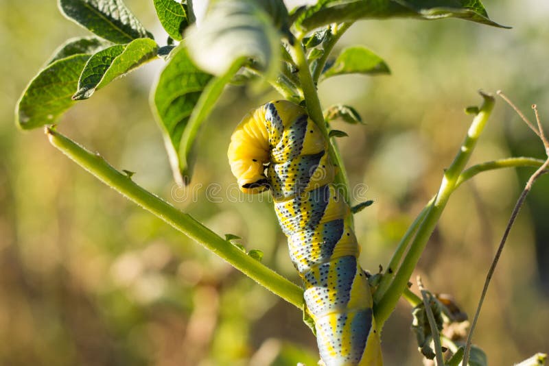 Acherontia Atropos stock photo. Image of butterfly, animal - 87199074