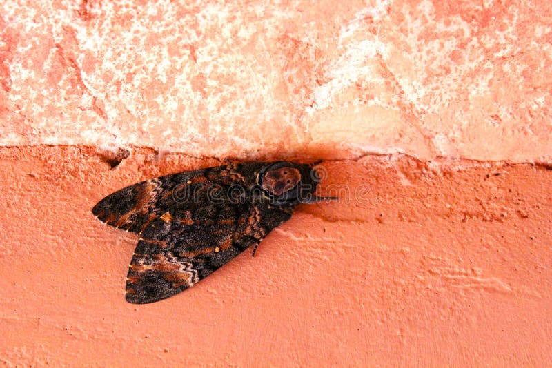 Acherontia Atropos Sitting on the Wall Stock Image - Image of moth ...