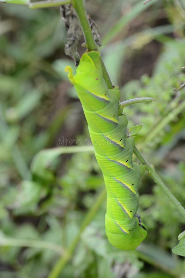Death's Head Hawk Moth Stock Photos - Free & Royalty-Free Stock Photos ...