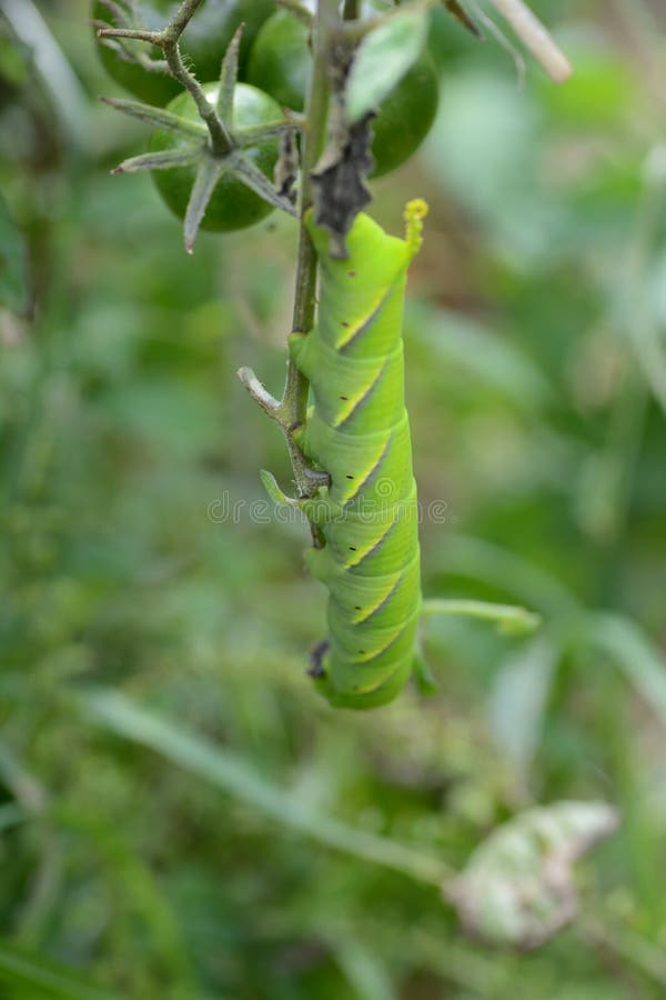 Death's Head Hawk Moth Stock Photos - Free & Royalty-Free Stock Photos ...
