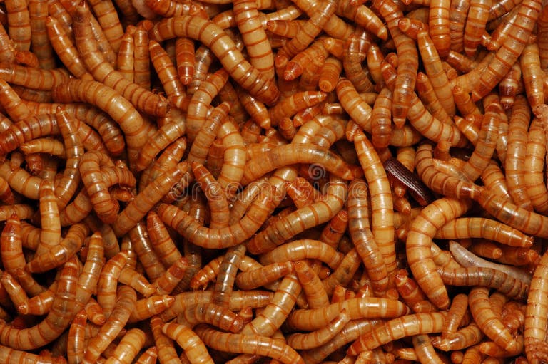 1,438 Maggots Stock Photos - Free & Royalty-Free Stock Photos from ...