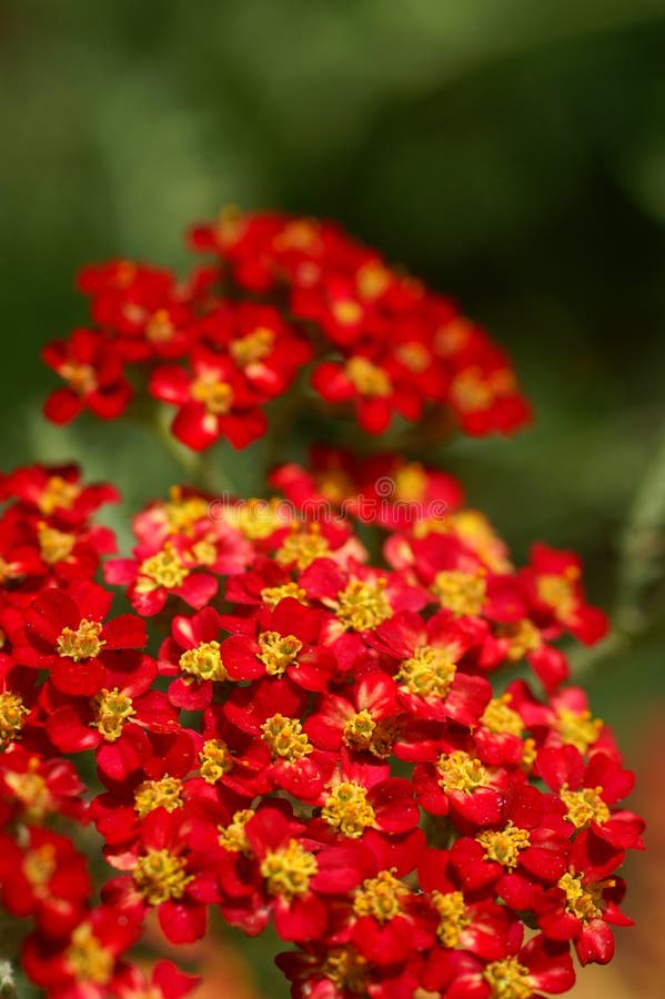 Achillea stock photo. Image of gardens, yarrow, nature - 1212144