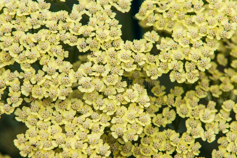 Achillea Anthea Stock Photos - Free & Royalty-Free Stock Photos from ...