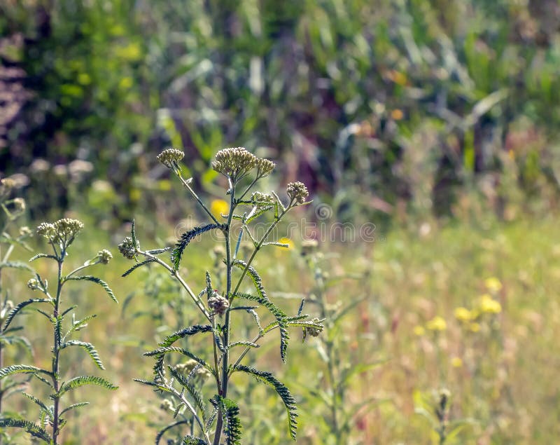 Achillea Collina. White Flowering Common Yarrow in a Meadow Stock Image ...