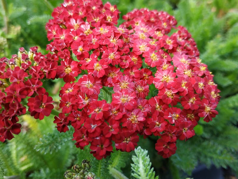 The Slender Leaves of a Mini Cog Narrow Leaved Bower Wattle Shrub Stock ...