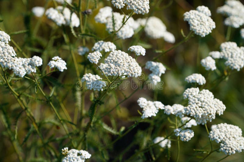 Achillea Millefolium, Commonly Known As Yarrow, or Common Yarrow. Stock ...