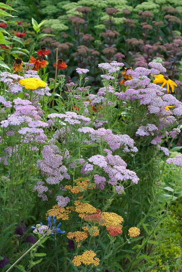 Achillea various stock image. Image of colorful, bushes - 393517993