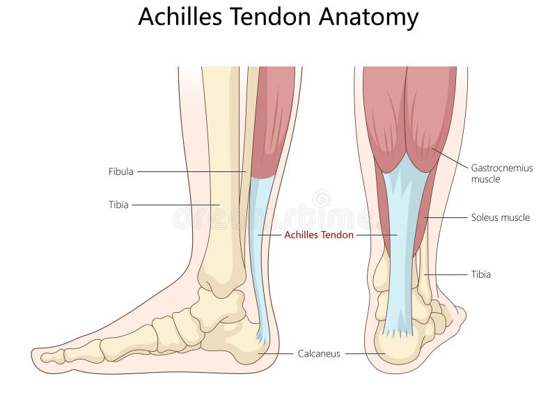 Achilles Tendon Anatomy with Muscles and Bones Stock Illustration - Illustration of science ...