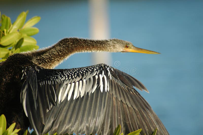 Achinga immagine stock. Immagine di uccello, messo, essiccamento - 4525125