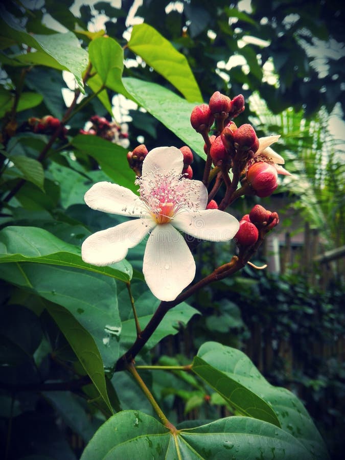 Achiote Flower stock photo. Image of plants, close, flowers - 4382230