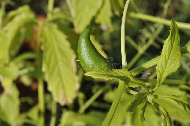 Achocha Growing in a Garden Stock Image - Image of health, leaf: 217729969