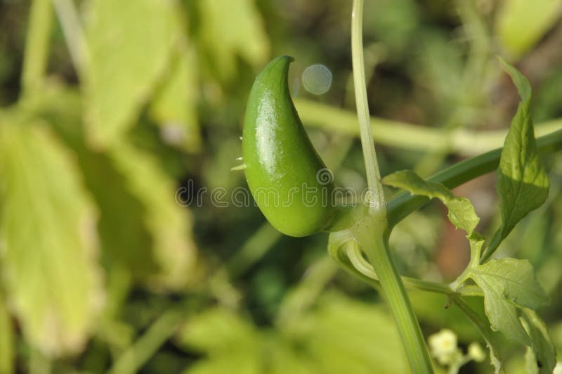 Achocha Growing in a Garden Stock Image - Image of food, fresh: 219894031