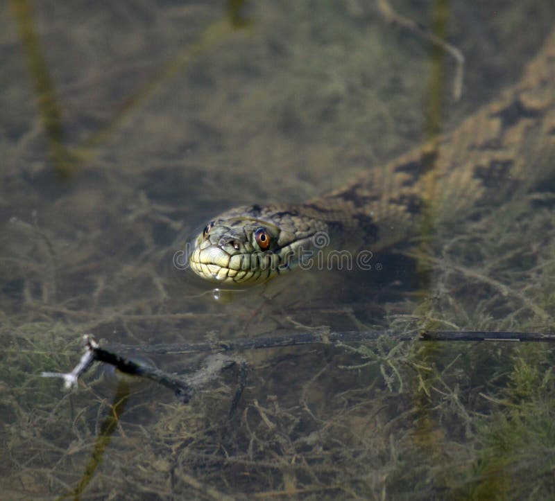 Ruitrugslang stock afbeelding. Image of reptiel, slang - 19155105