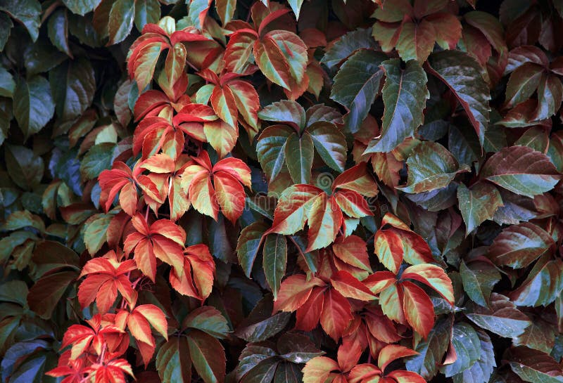 Abstracte Foto Van De Rode Bladeren Van De Wilde Wingerd Stock Foto ...
