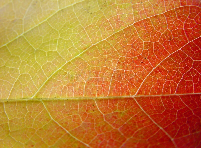Achtergrond Blad in Groen, Geel En Rood Stock Afbeelding - Image of ...