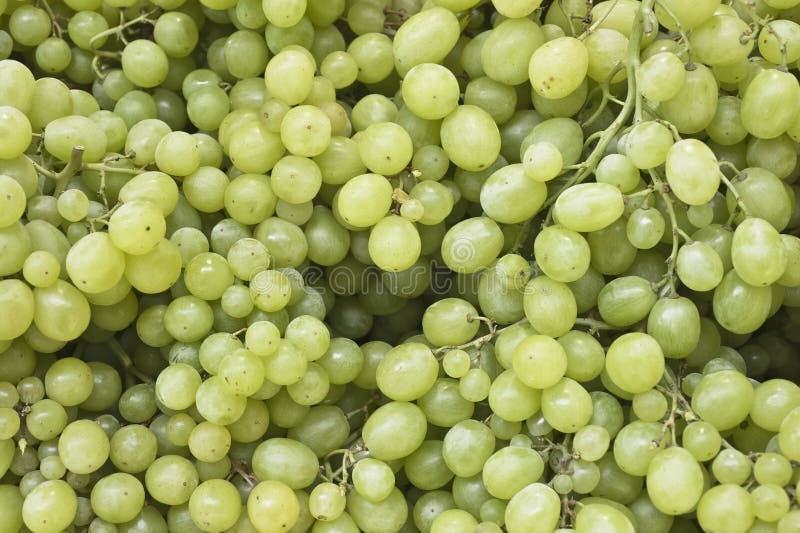 Rijpe Groene Druif En Abrikozen Stock Afbeelding - Image of wijnstok ...