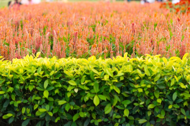 Achtergrond Van Decoratieve Siertuinen Stock Afbeelding - Image of ...