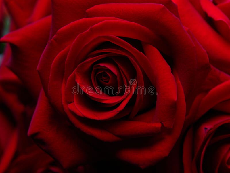 Achtergrond Van Fijne Rode Rozen. Stock Afbeelding - Image of boeket ...