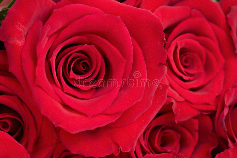 Achtergrond van Rode Rozen stock afbeelding. Image of romaans - 2127823