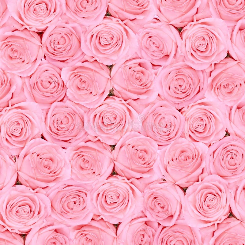 Achtergrond Van Heldere, Prachtige Roze Rozen Stock Foto - Image of ...