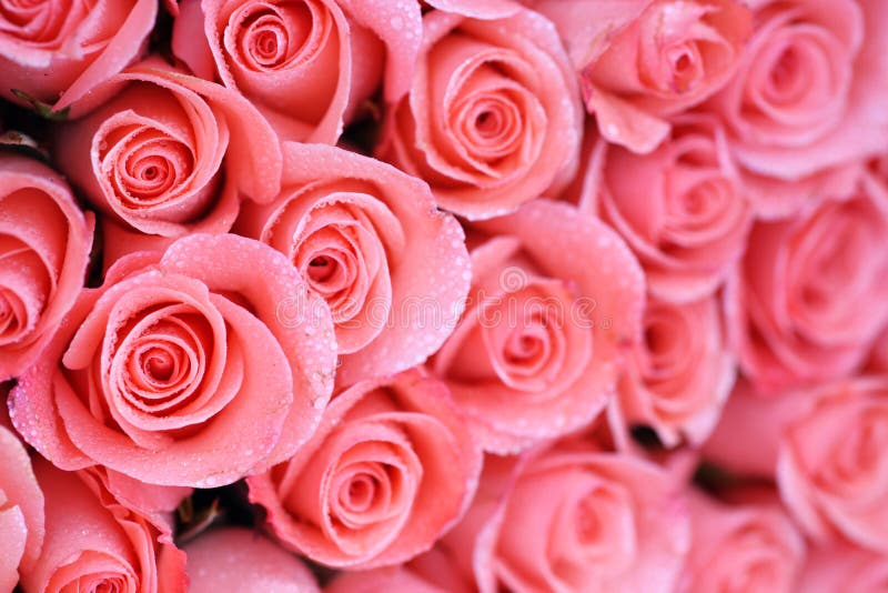 Achtergrond van roze rozen stock foto. Image of vervagen - 37511184