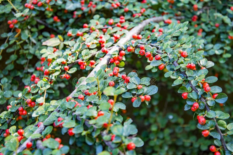 Achtergrond Van Struikgewas Met Rode Bessen Stock Afbeelding - Image of ...
