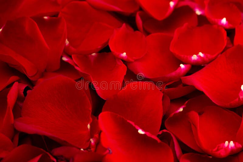 Achtergrond Van Verse Rode Rose Petals Stock Afbeelding - Image of ...