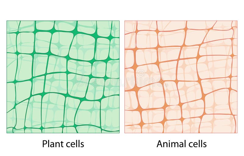 Achtergrondplant Cellen En Dierlijke Cellen Vector Illustratie ...