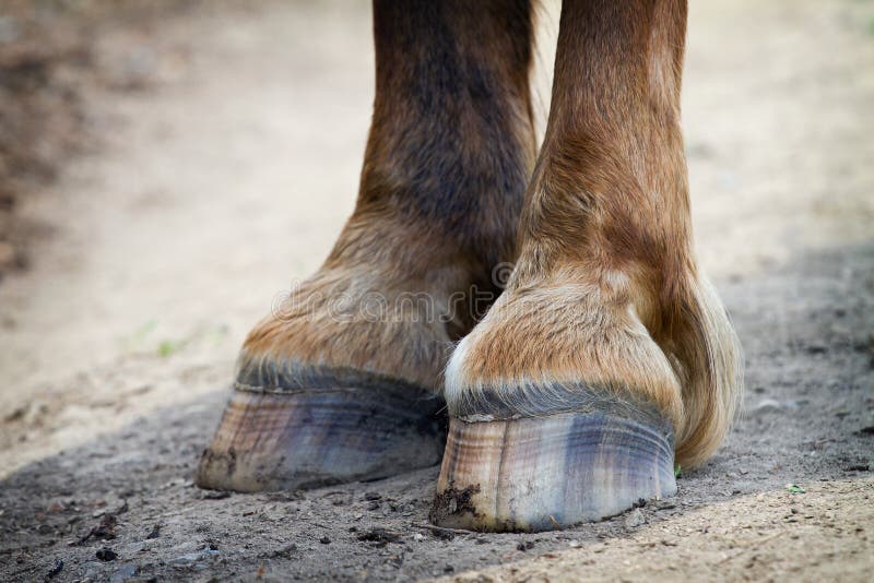 De Hoeven van het paard stock foto. Image of paarden, hoef - 460108