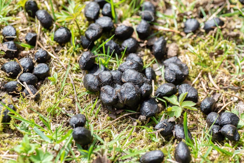 Poep-schapen Op De Grond in Een Dierentuin Stock Foto - Image of zand ...