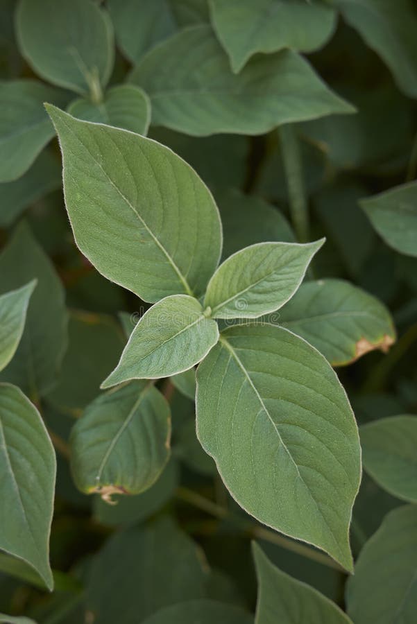 Achyranthes Aspera Sicula Hairy Leaves Stock Image - Image of leaves ...