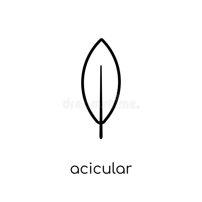 Acicular Leaf Stock Illustrations – 45 Acicular Leaf Stock ...
