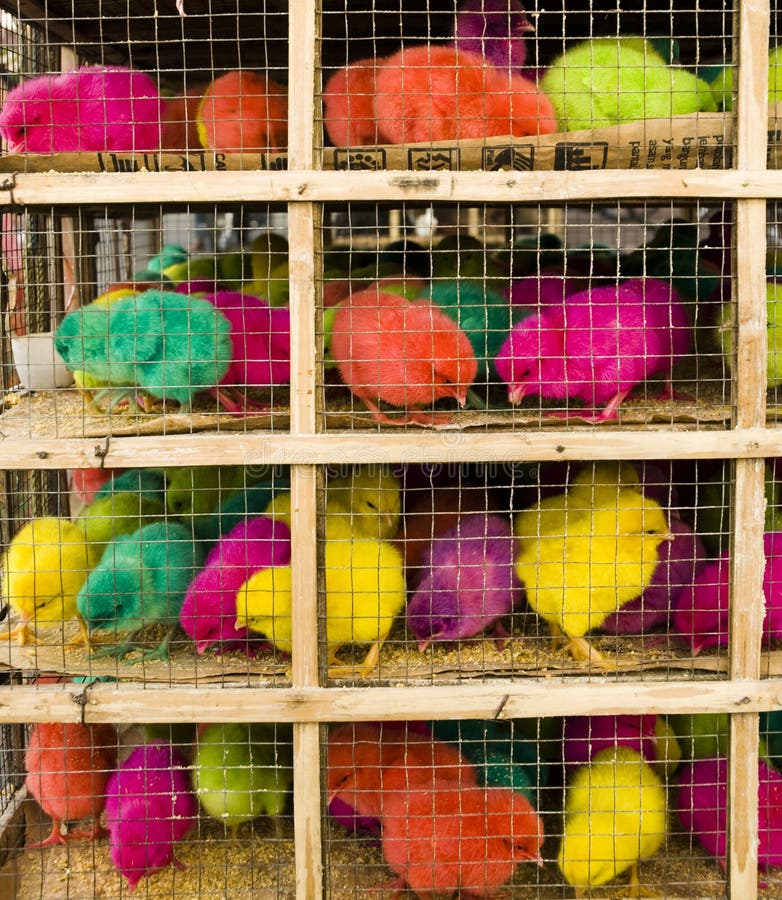 Acid colored chickens stock photo. Image of religion - 13478254