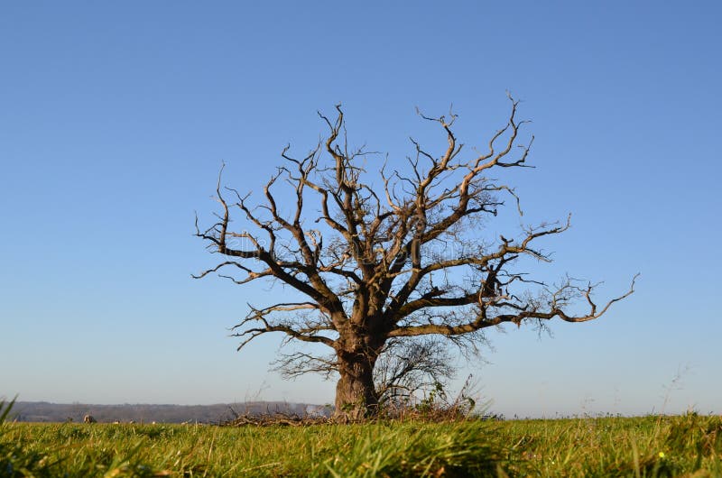 Acid Rain Effects On Trees