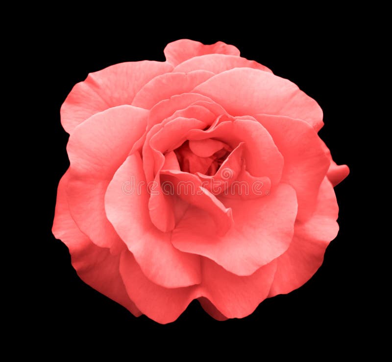 Acid Rose Close Up. Abstract Stock Image - Image of elegant, blue: 47911681