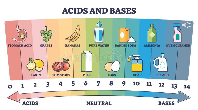 Acidic Vs Alkaline Eating Foods Meal Examples on PH Spectrum Outline ...