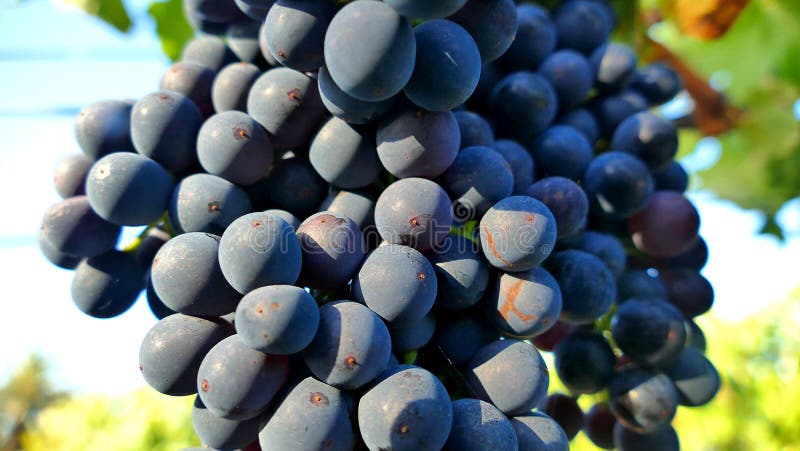 Acini d'uva Barossa Valley immagine stock. Immagine di vite - 100094563