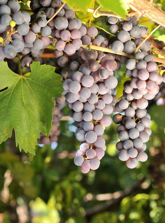 Acino d'uva fotografia stock. Immagine di verde, industria - 11121038