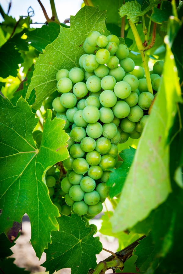 Acino d'uva verde e fresco immagine stock. Immagine di raccolta - 90948965