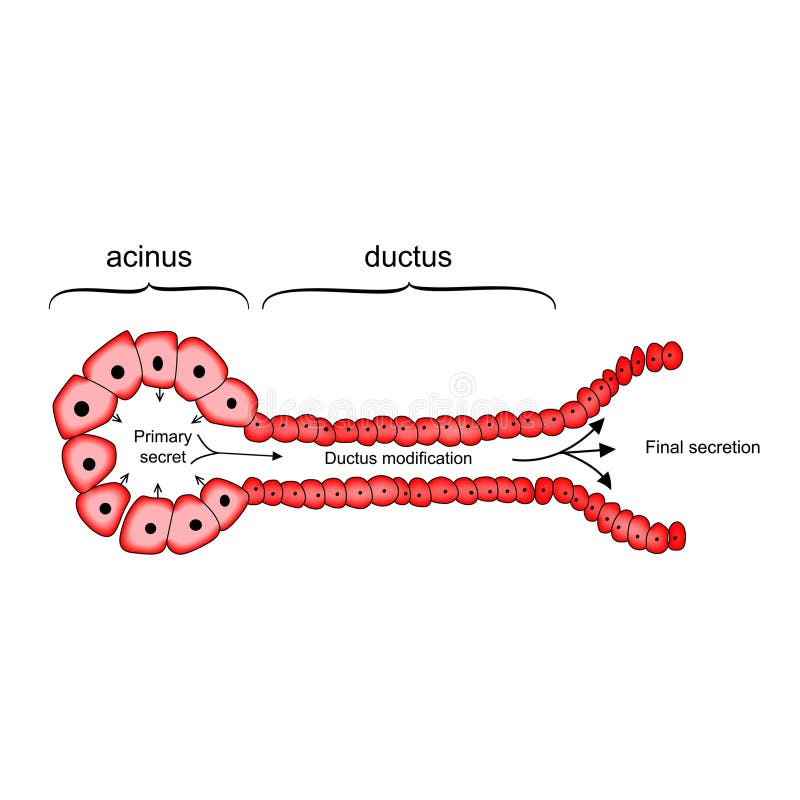 Acinus and Ductus GI System Cells Anatomy and Physiology Vector ...