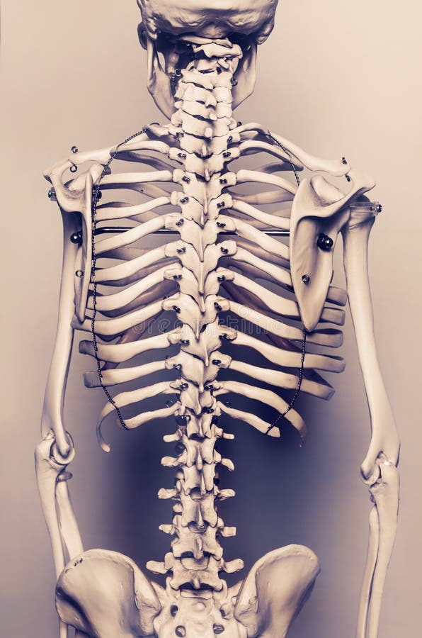 Ack of Human Skeleton Model - Aged Effect Stock Image - Image of ...