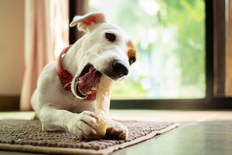 Ack Russell Terrier Masticando Hueso En La Sala De Estar Foto de ...
