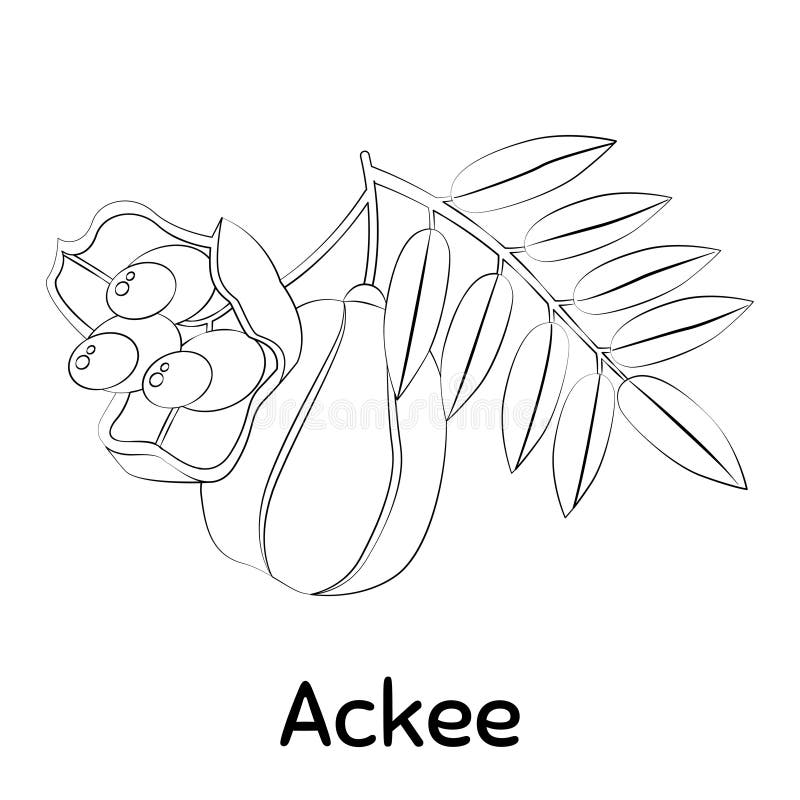 Ackee Tree