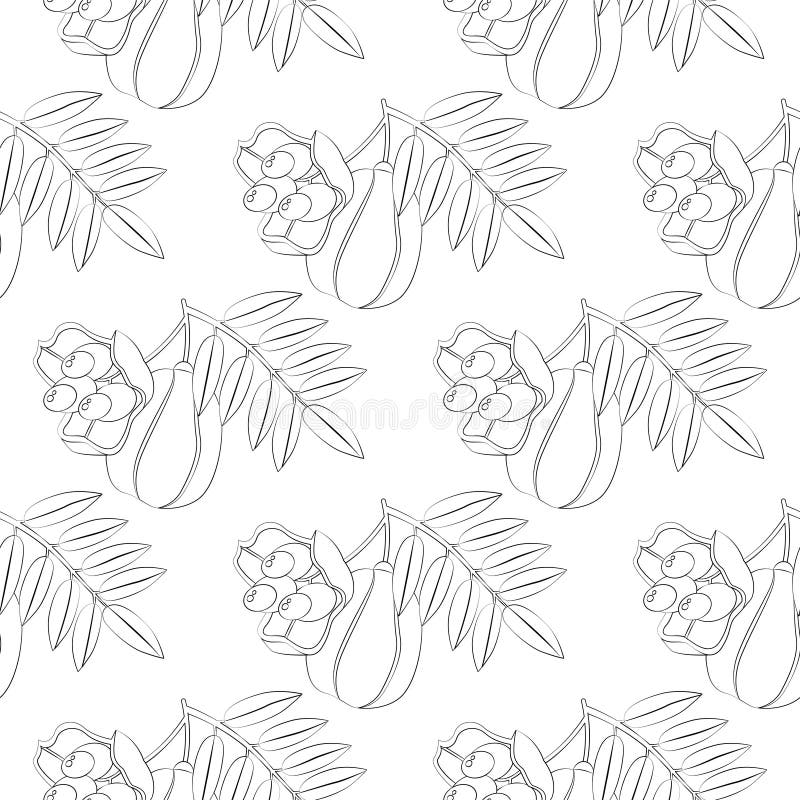 Ackee Fruit. Vector Illustration EPS Stock Vector - Illustration of ...