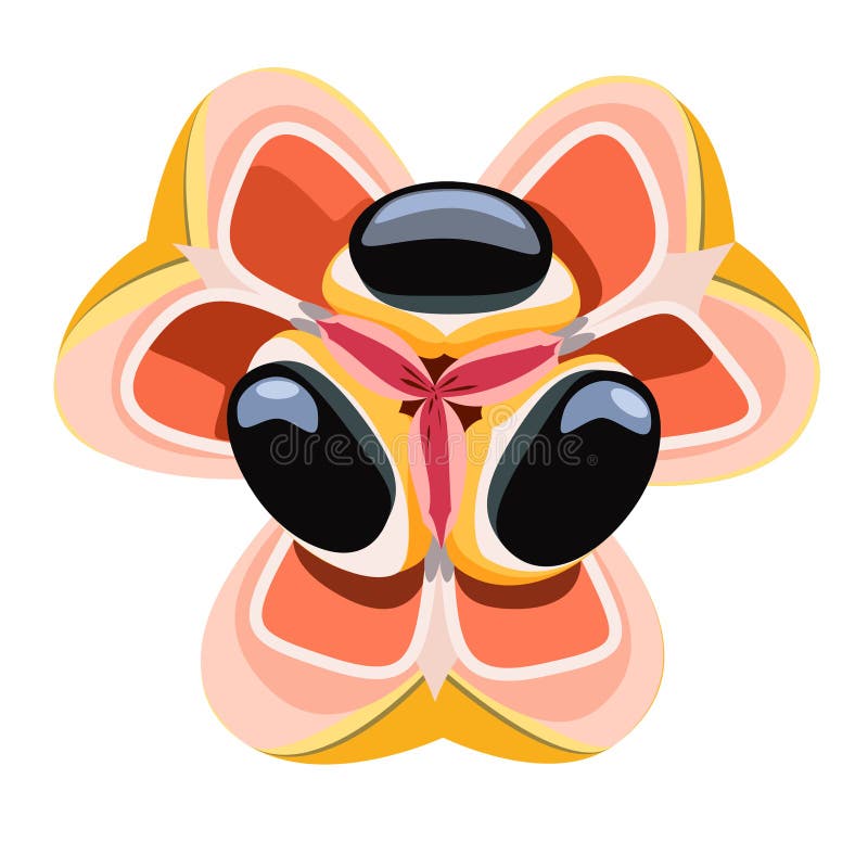 Ackee Exotic Fruit Vector Art Stock Vector - Illustration of vegetarian ...